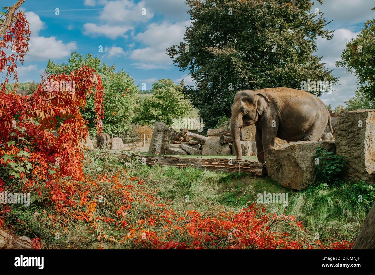 Big elephant in prague zoo nature background. Savanna, wildlife concept ...