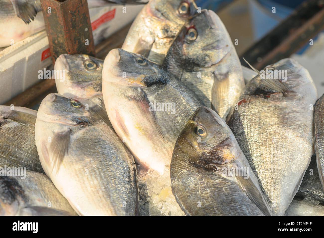 fresh dorado on ice at a local market in the Mediterranean 2 Stock ...