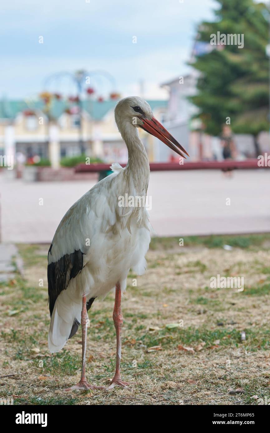 Storkwalking hi-res stock photography and images - Alamy