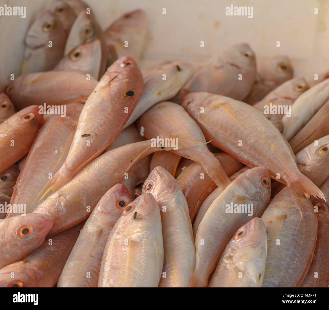 fresh red snapper on ice at a local market in the Mediterranean Stock ...