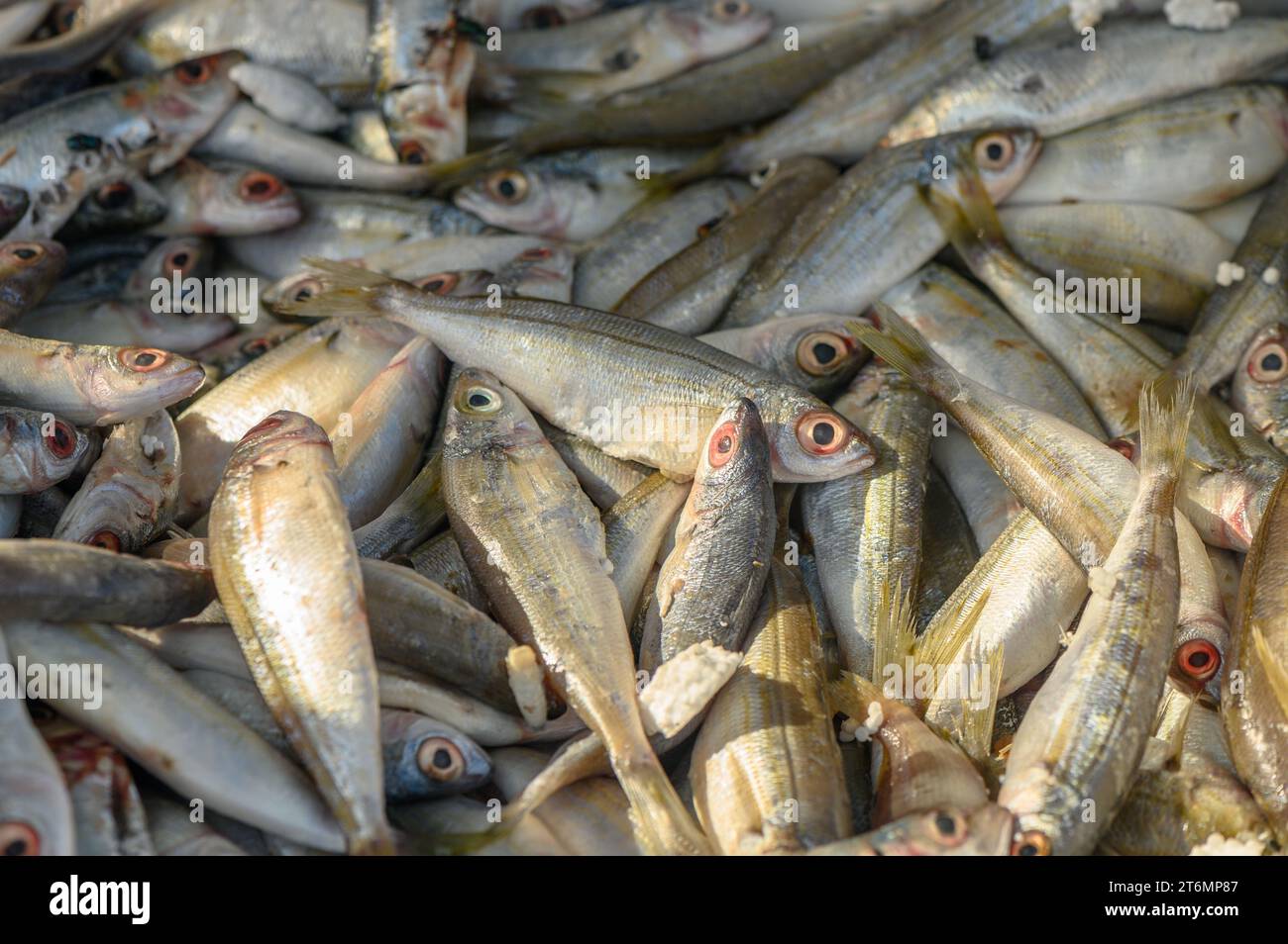 fresh local small fish on ice at a local market in the mediterranean 1 ...