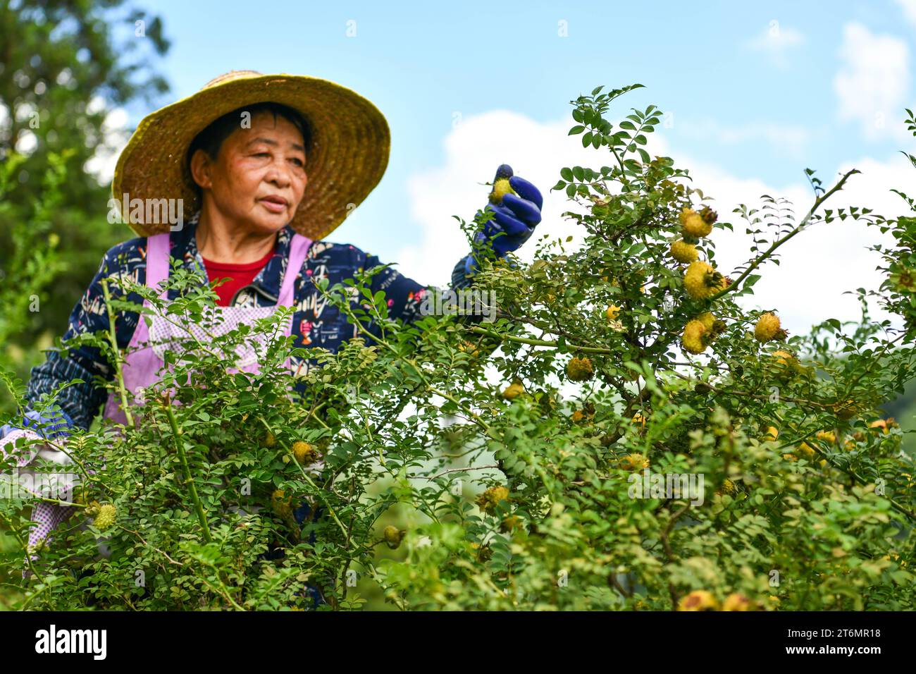 (231111) -- GUIYANG, Nov. 11, 2023 (Xinhua) -- A farmer collects Cili ...