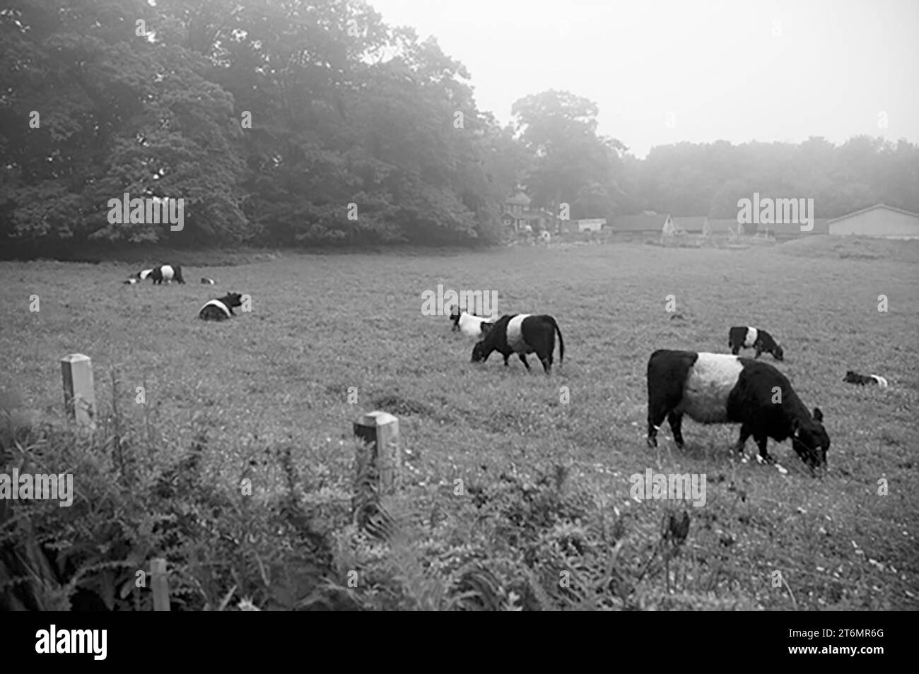 Related animals Black and White Stock Photos & Images - Alamy