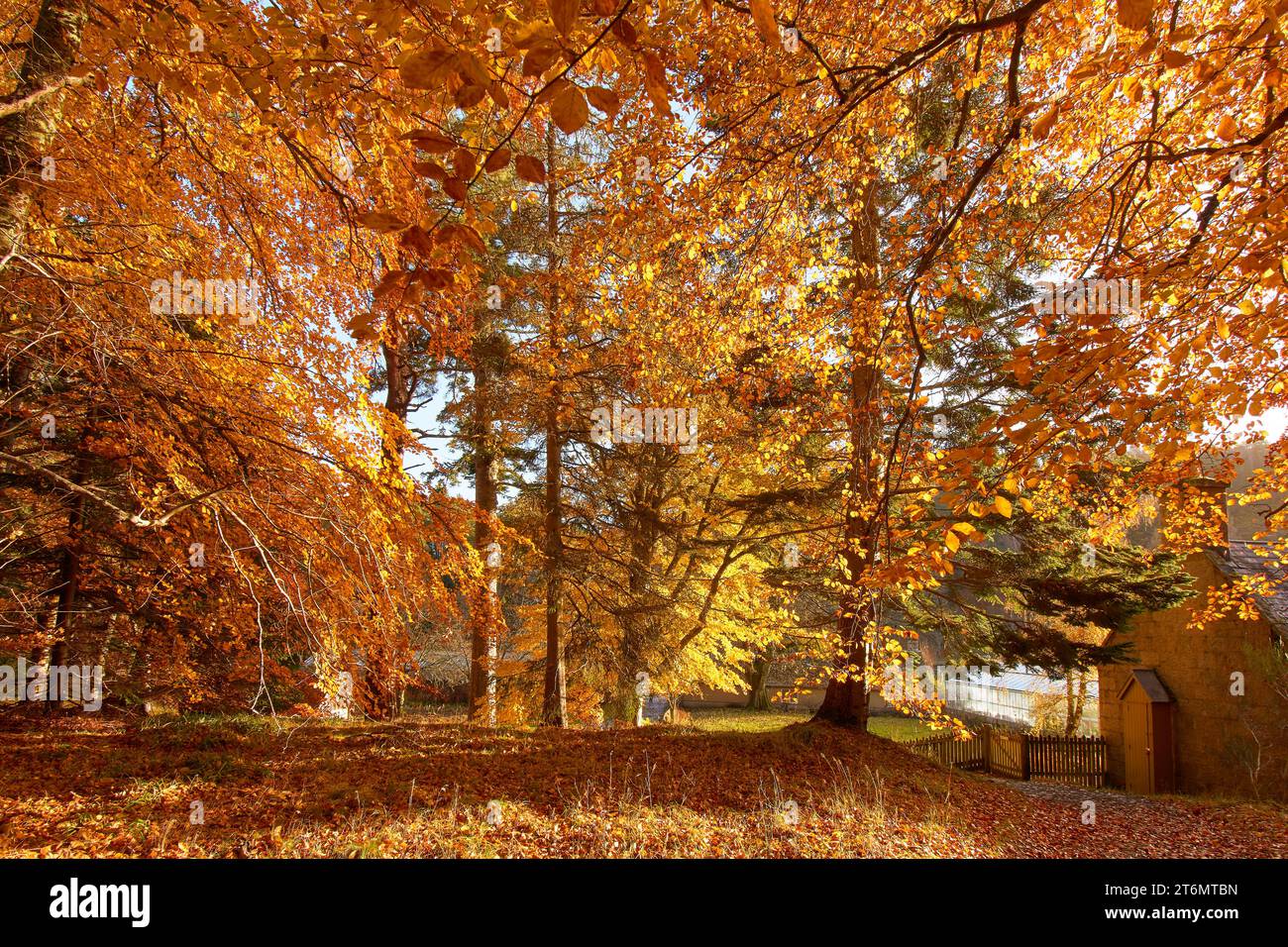 Balmoral Estates Crathie Scotland autumnal sunshine on the colourful ...