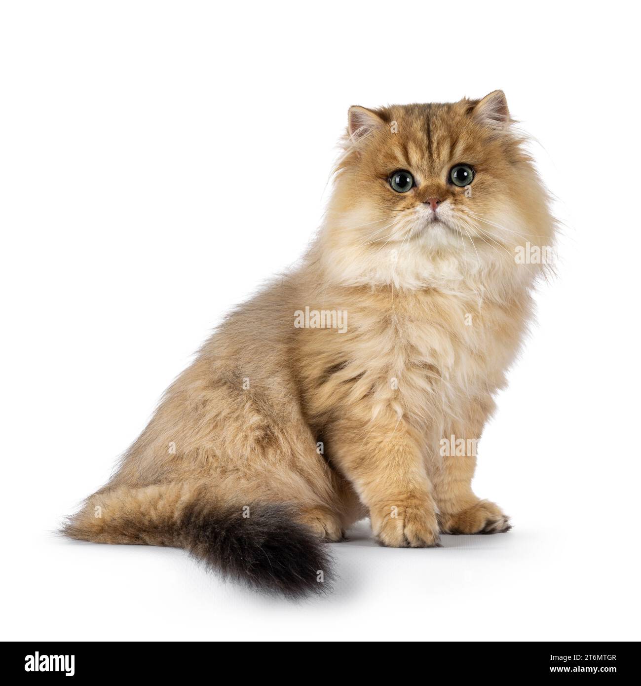 Impressive fluffy golden shaded British Longhair cat kitten, sitting up ...