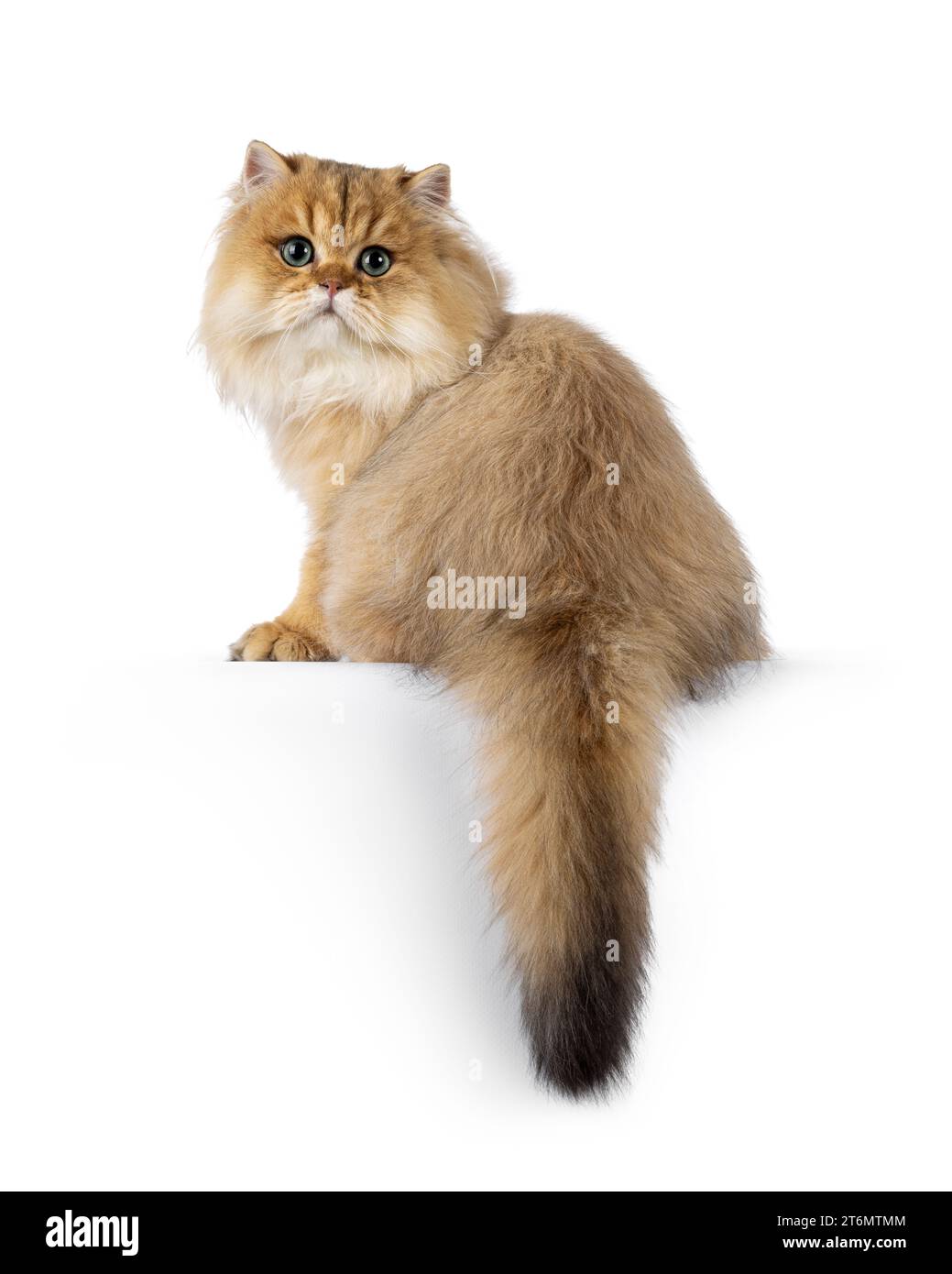 Impressive fluffy golden shaded British Longhair cat kitten, sitting up ...