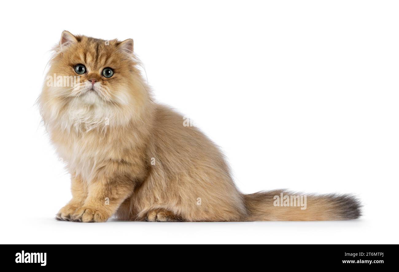 Impressive fluffy golden shaded British Longhair cat kitten, sitting up ...