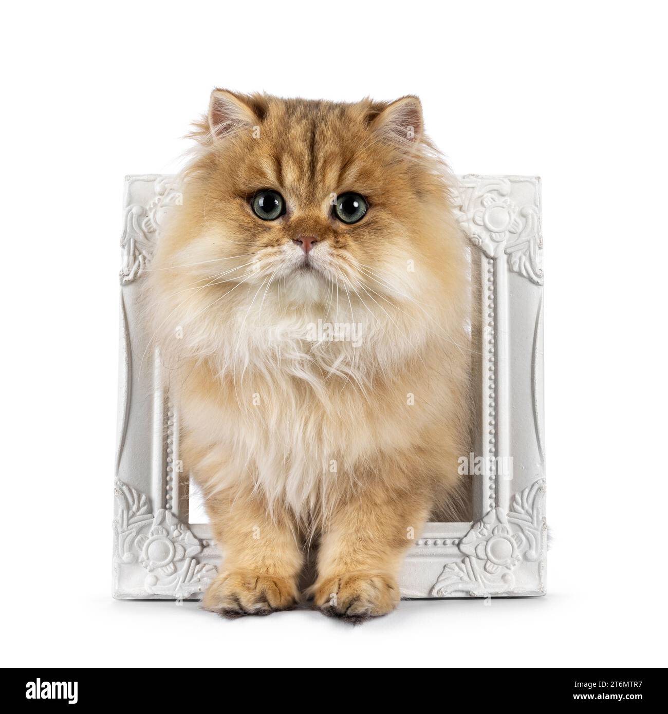 Impressive fluffy golden shaded British Longhair cat kitten, sitting ...