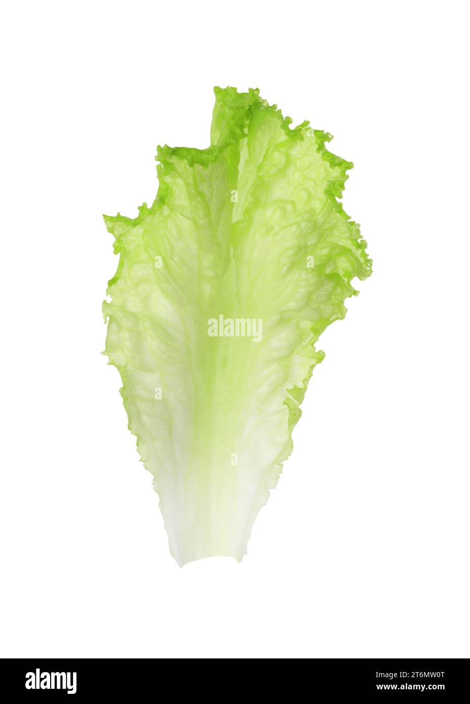 One green lettuce leaf hi-res stock photography and images - Alamy