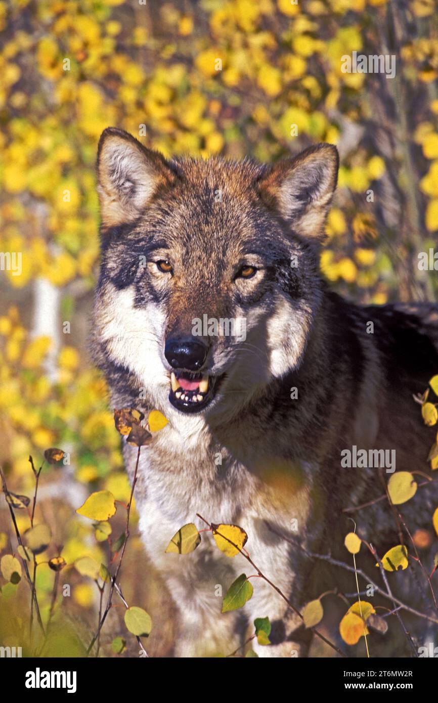 Timber wolf standing by willow bushes, watching Stock Photo - Alamy