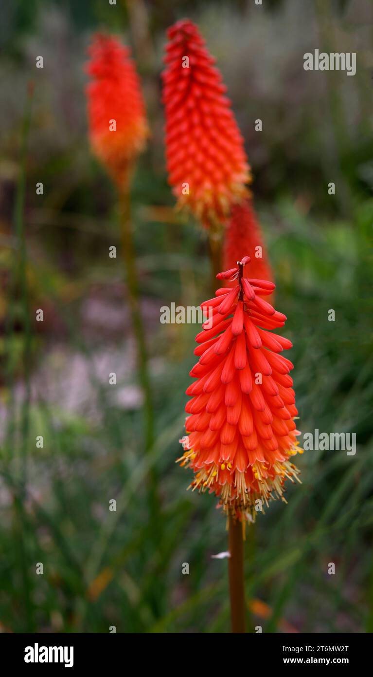 Red hot poker flower uk hi-res stock photography and images - Alamy