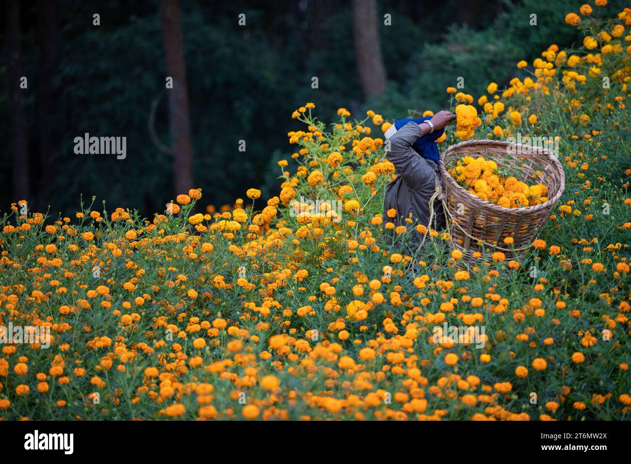 Marigold flowers for Tihar festival Stock Photo - Alamy