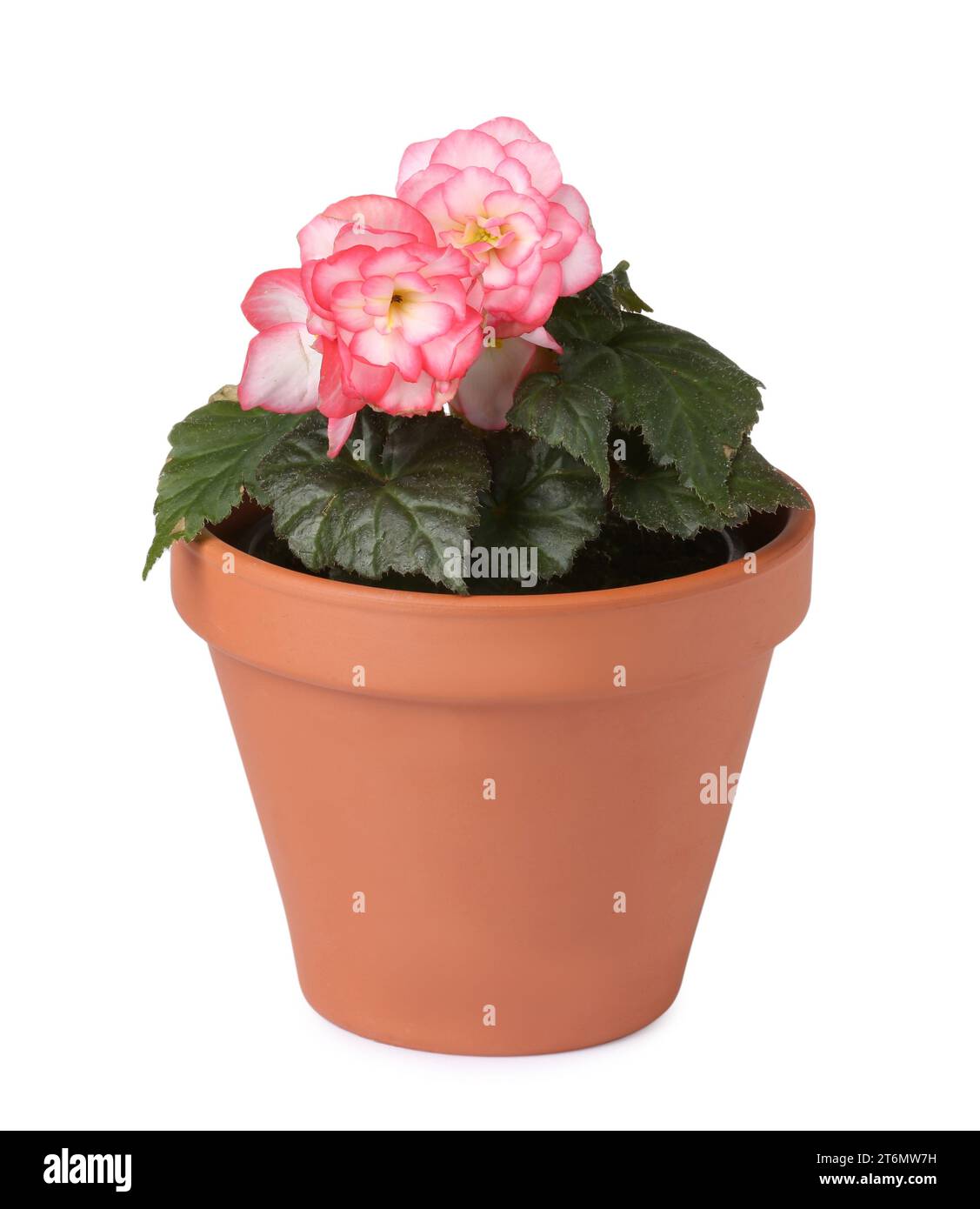 Beautiful begonia flower in pot isolated on white Stock Photo - Alamy