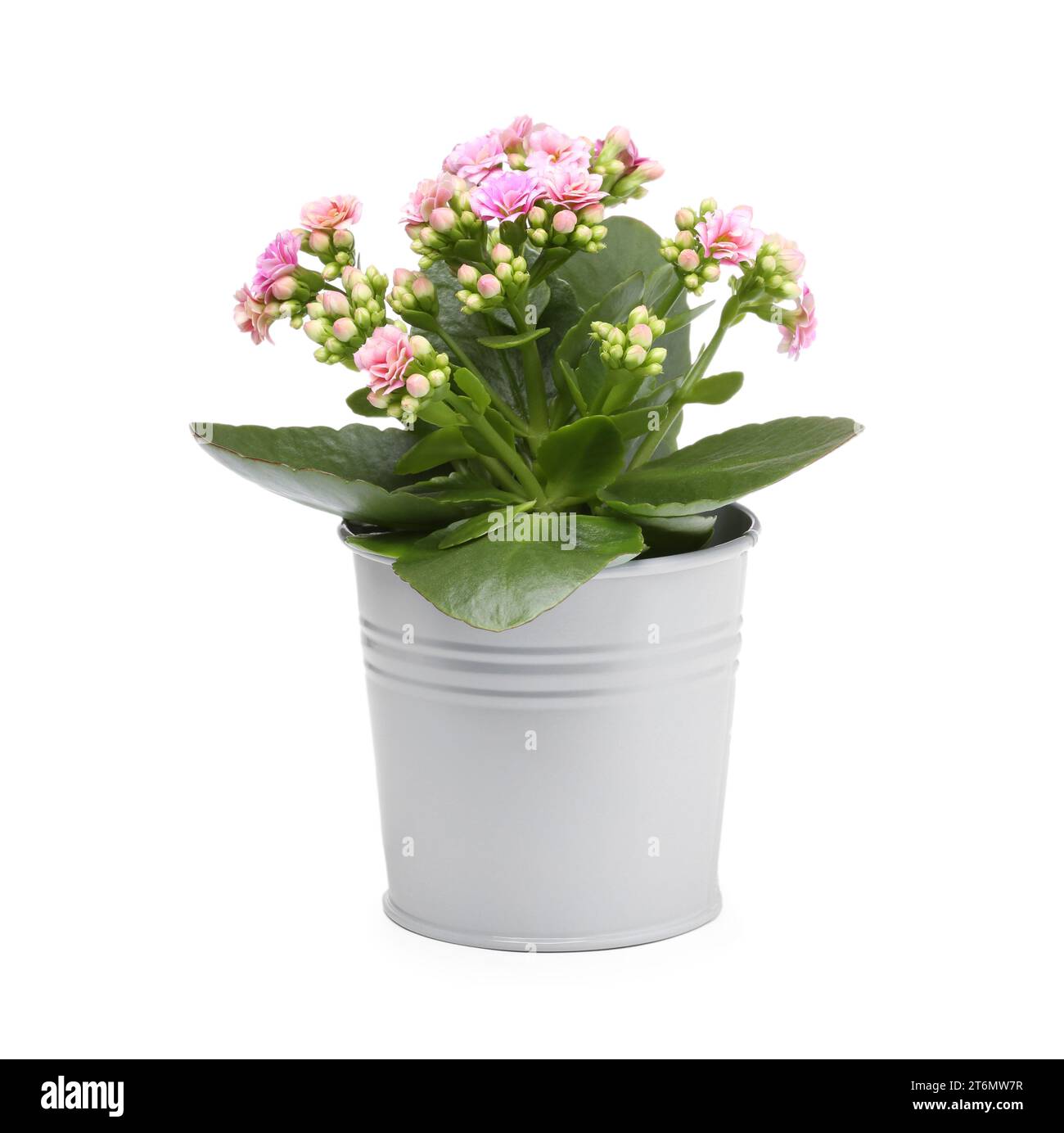 Kalanchoe flower in stylish pot isolated on white Stock Photo - Alamy