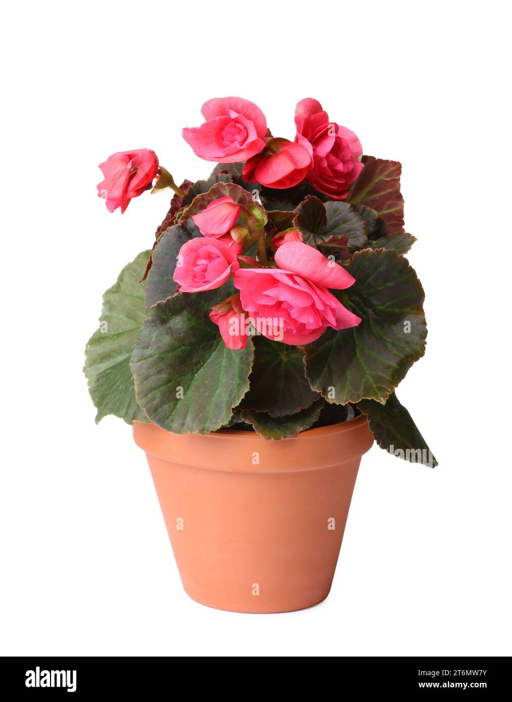 Beautiful begonia flower in pot isolated on white Stock Photo - Alamy