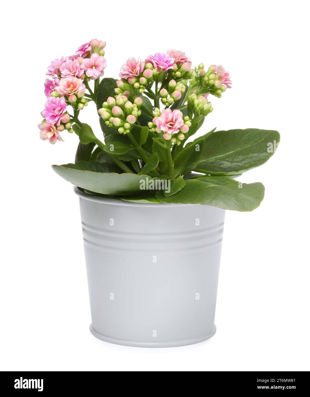 Kalanchoe flower in stylish pot isolated on white Stock Photo - Alamy