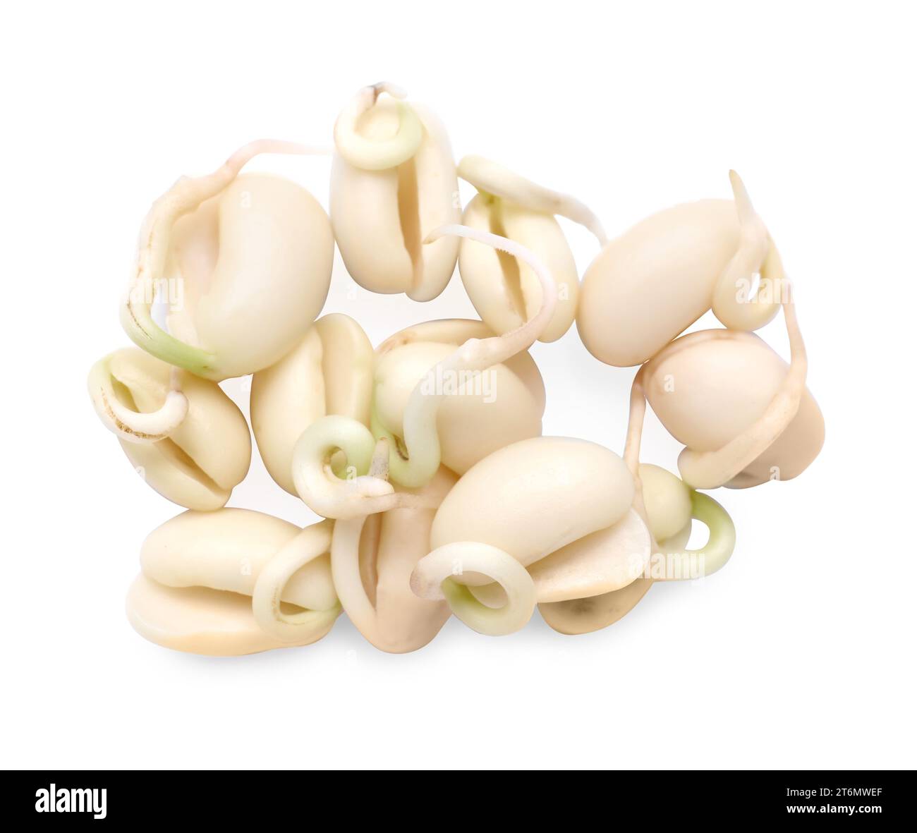 Germination of beans Cut Out Stock Images & Pictures - Alamy
