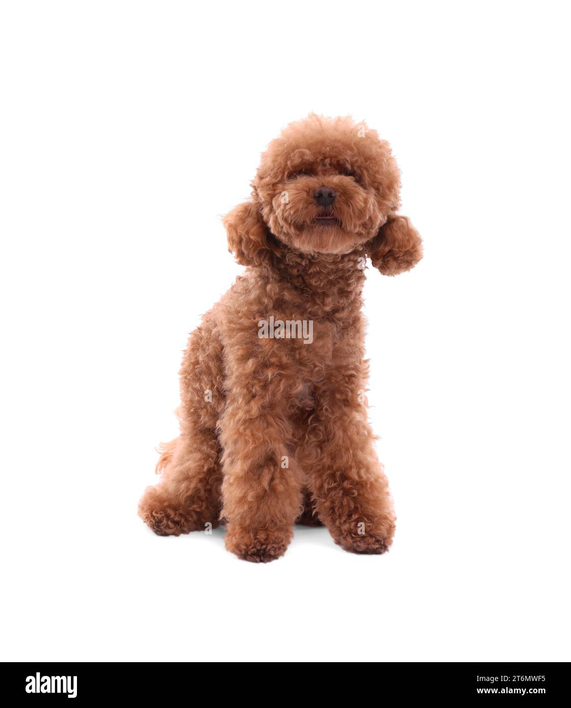 Dog puppy pet care Cut Out Stock Images & Pictures - Alamy