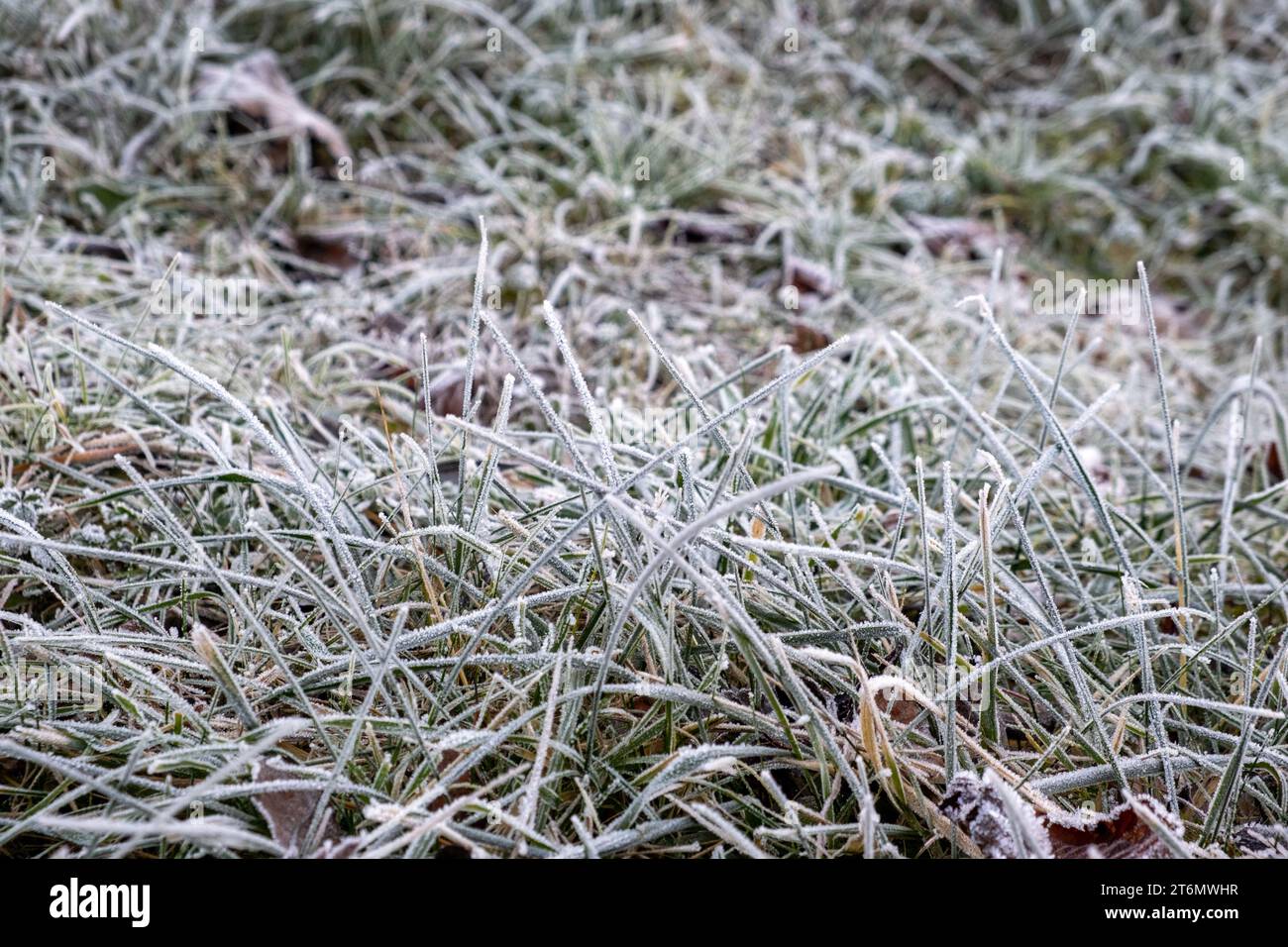 Frozen grass texture hi-res stock photography and images - Alamy