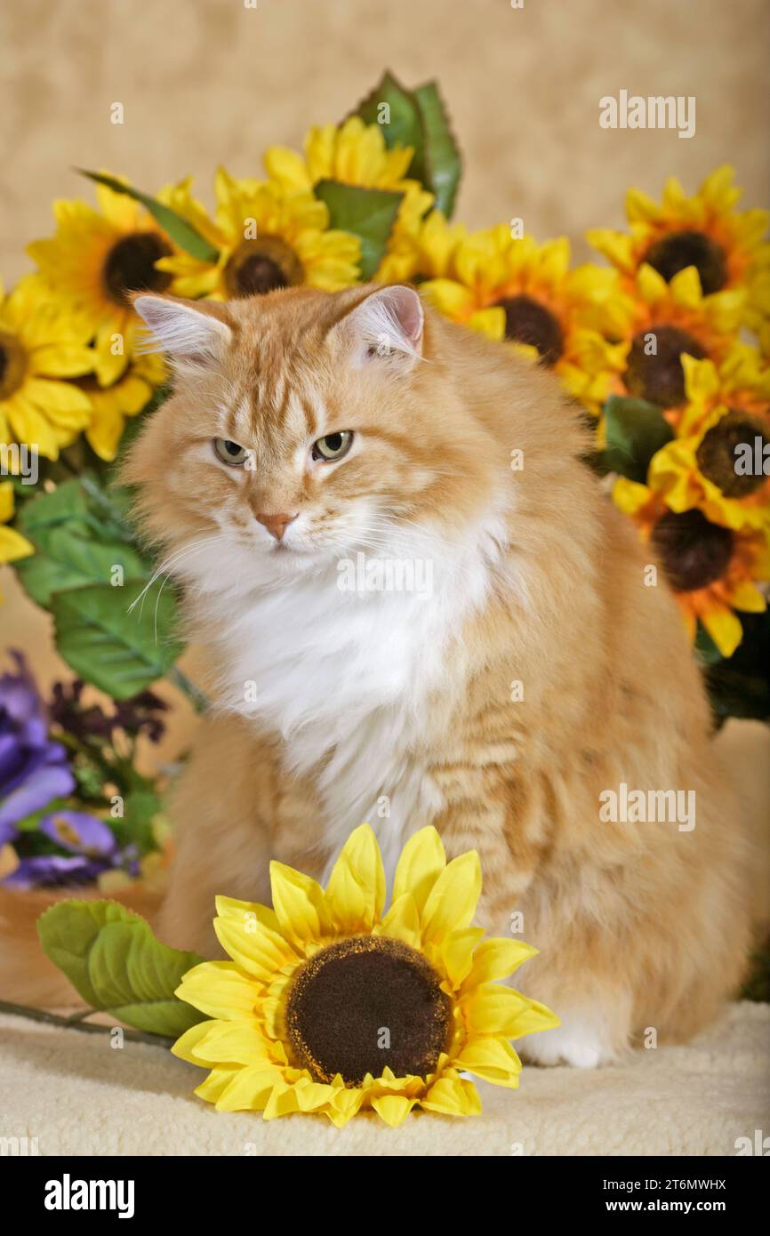 Tomcat ginger tabby and white sitting, sunflowers Stock Photo - Alamy