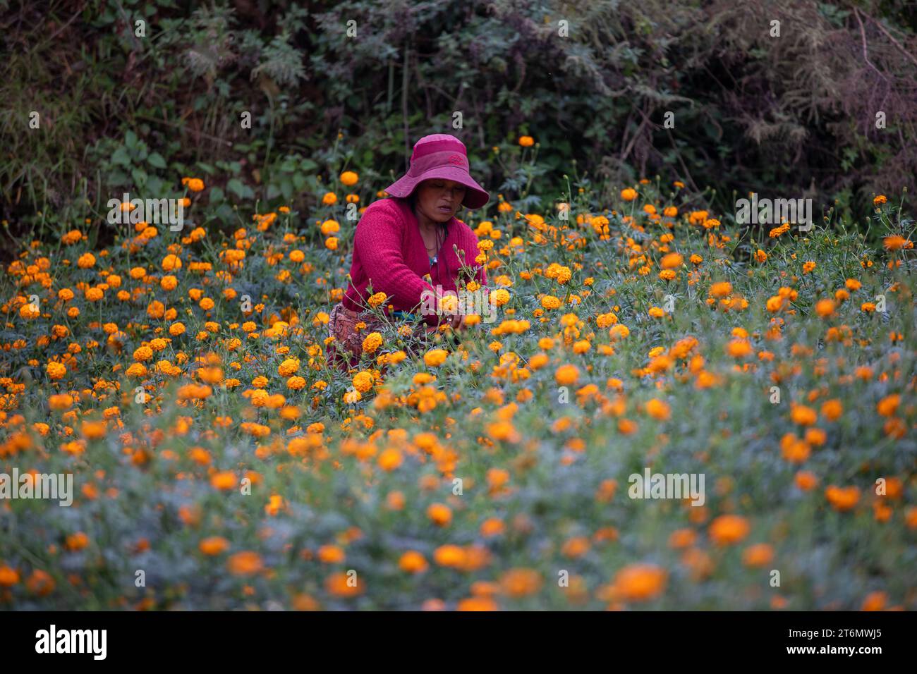 Marigold flowers for Tihar festival Stock Photo - Alamy