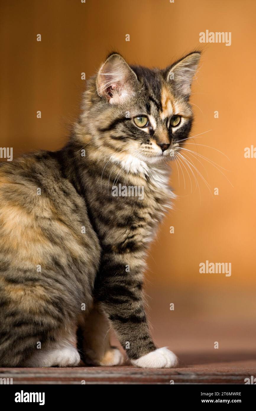 Kitten Calico sitting,portrait Stock Photo - Alamy
