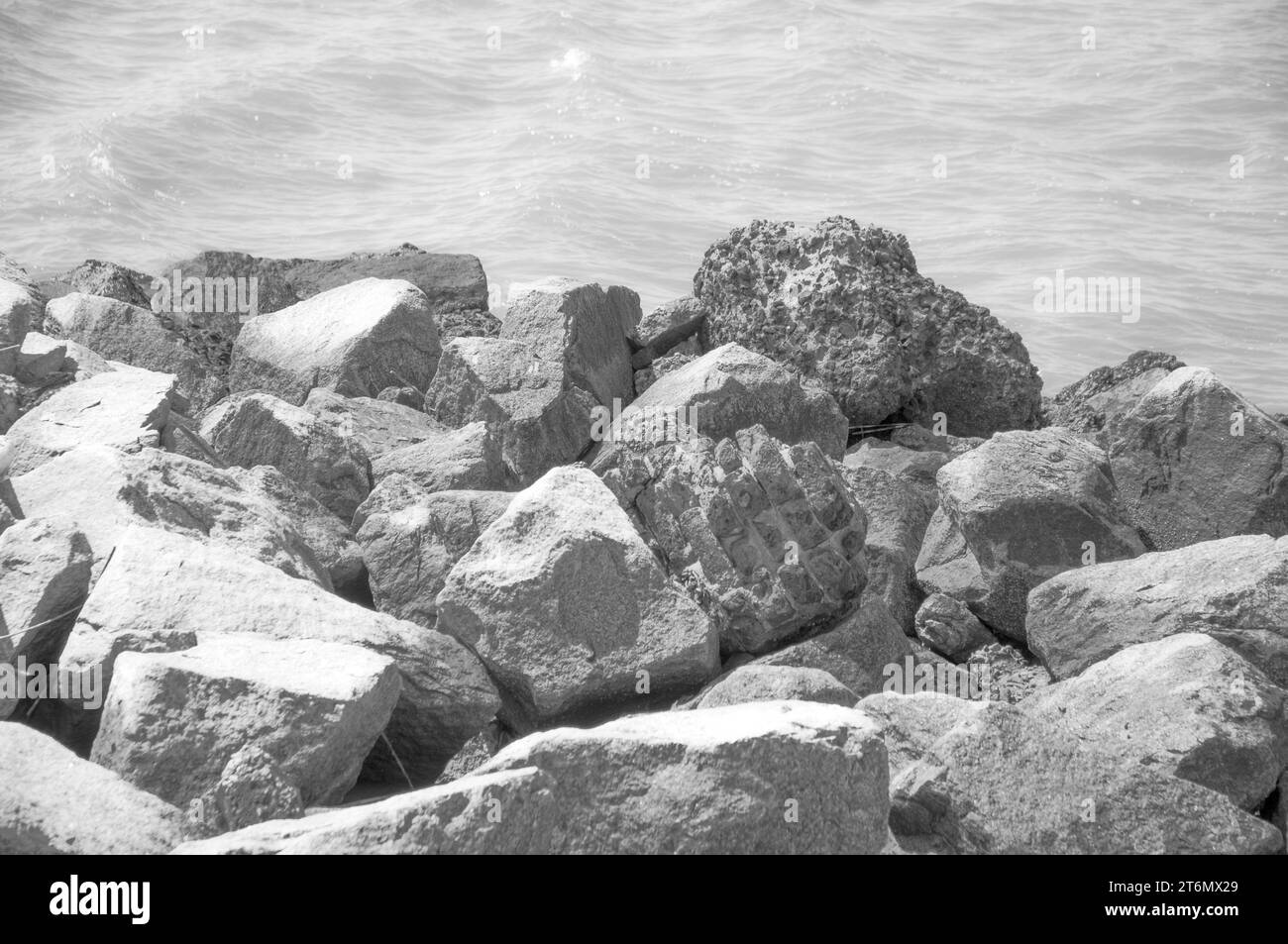 Inspirational animals hi-res stock photography and images - Alamy