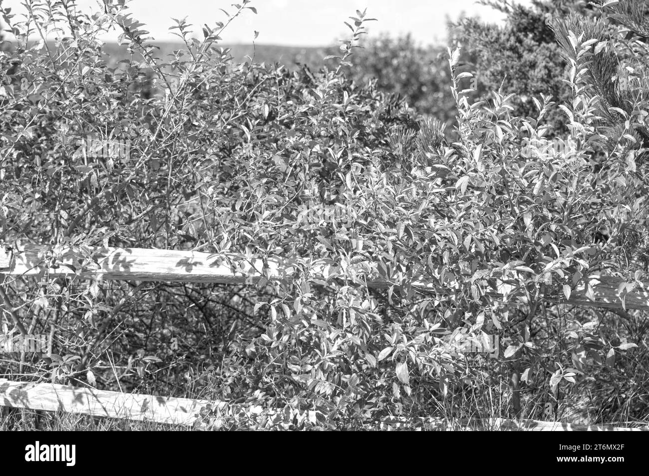 Related animals Black and White Stock Photos & Images - Alamy