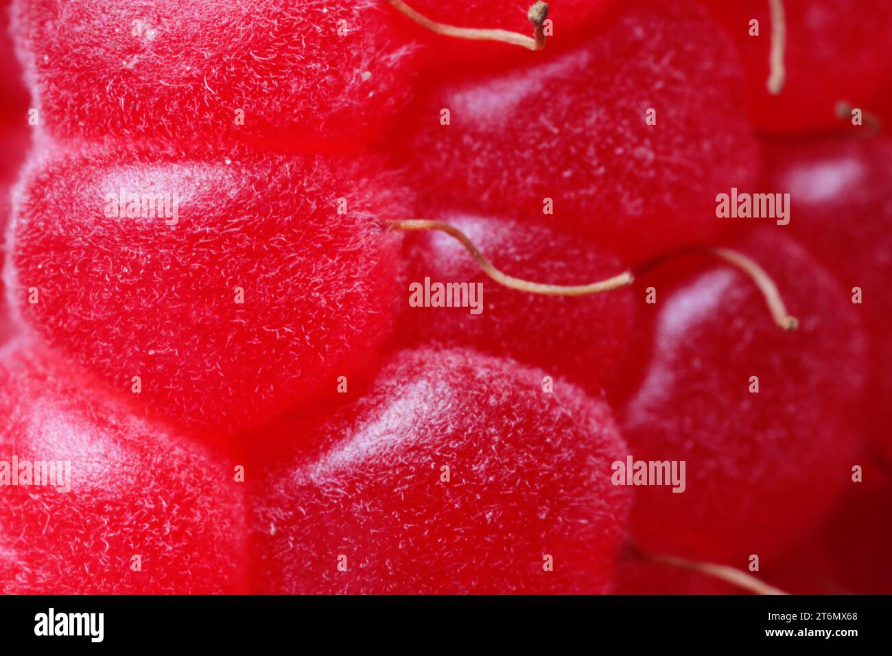 Texture of fresh ripe raspberry, macro view Stock Photo - Alamy
