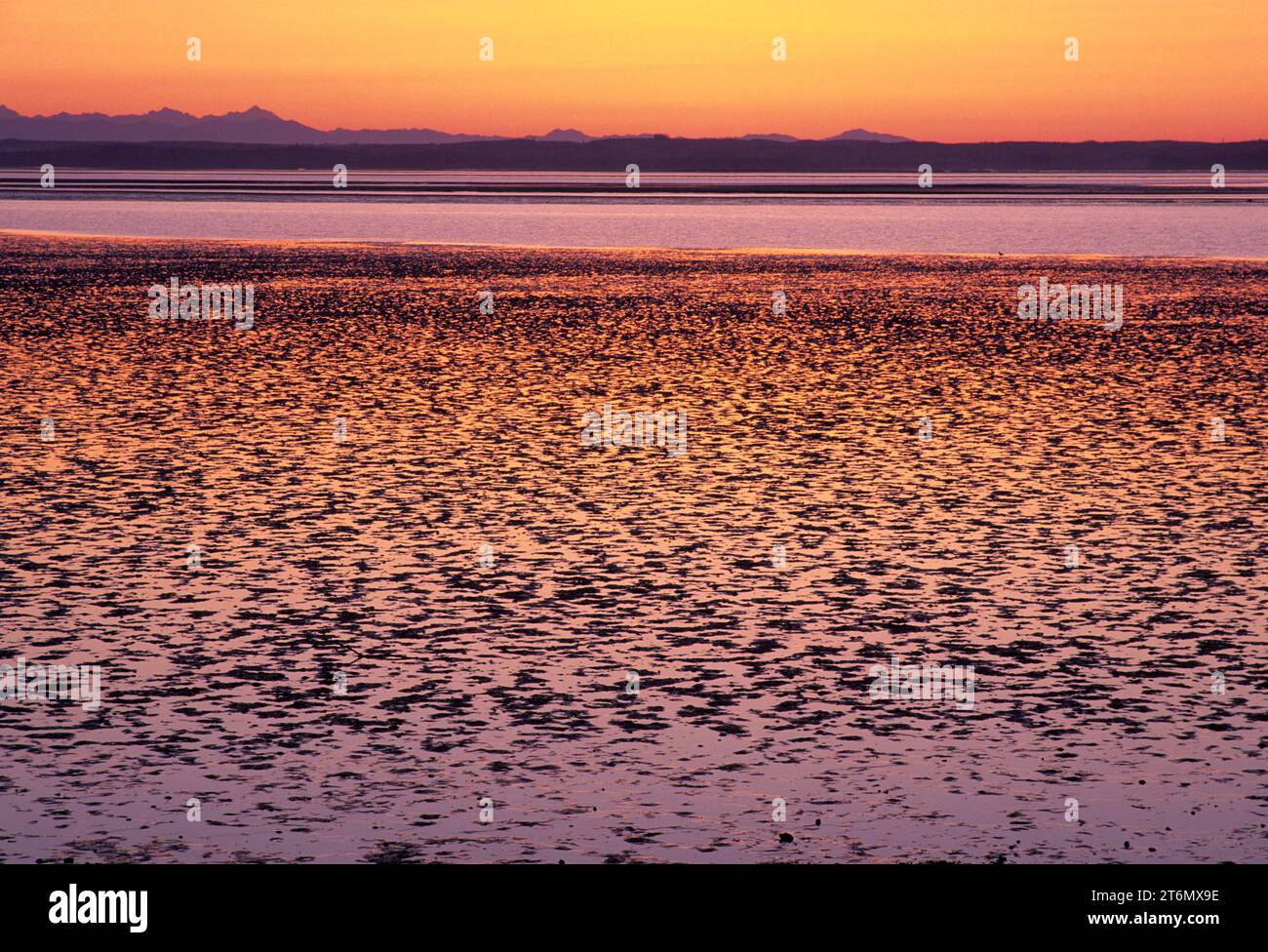 Mudflat sunrise, Damon Point State Park, Washington Stock Photo - Alamy