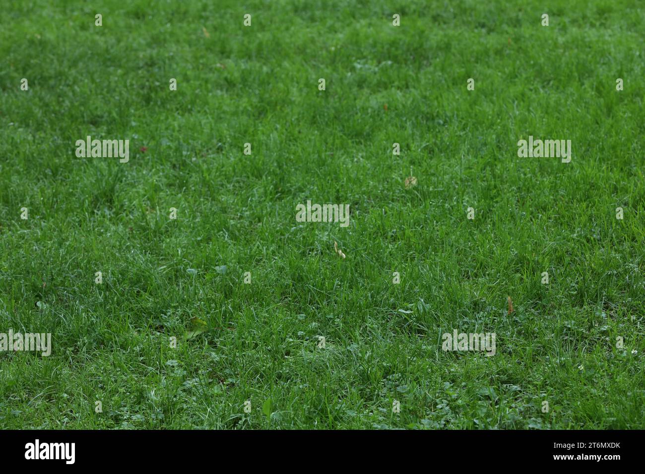 Fresh green grass growing outdoors in summer Stock Photo - Alamy
