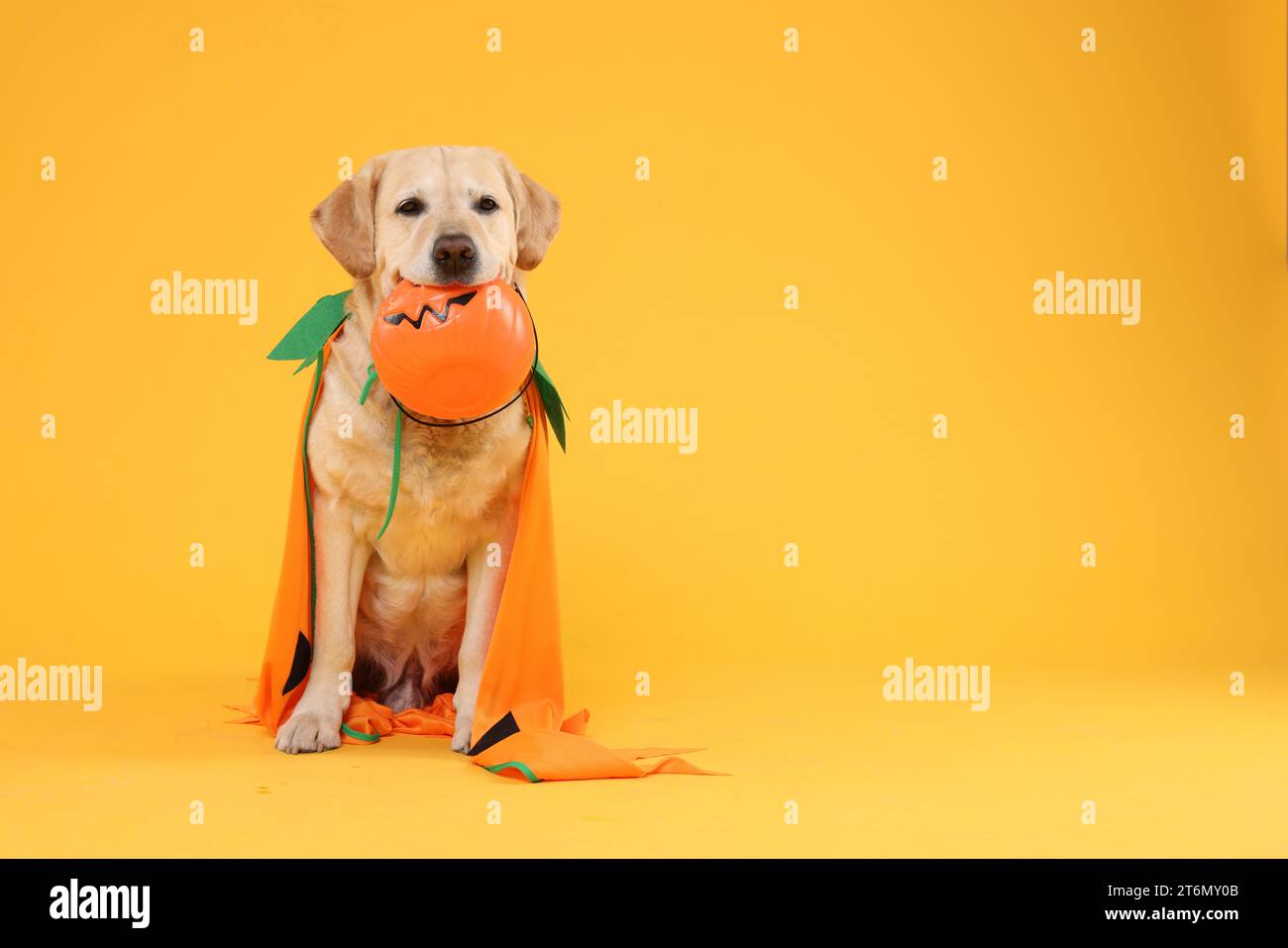 Cute Labrador Retriever dog in costume with Halloween bucket on orange ...