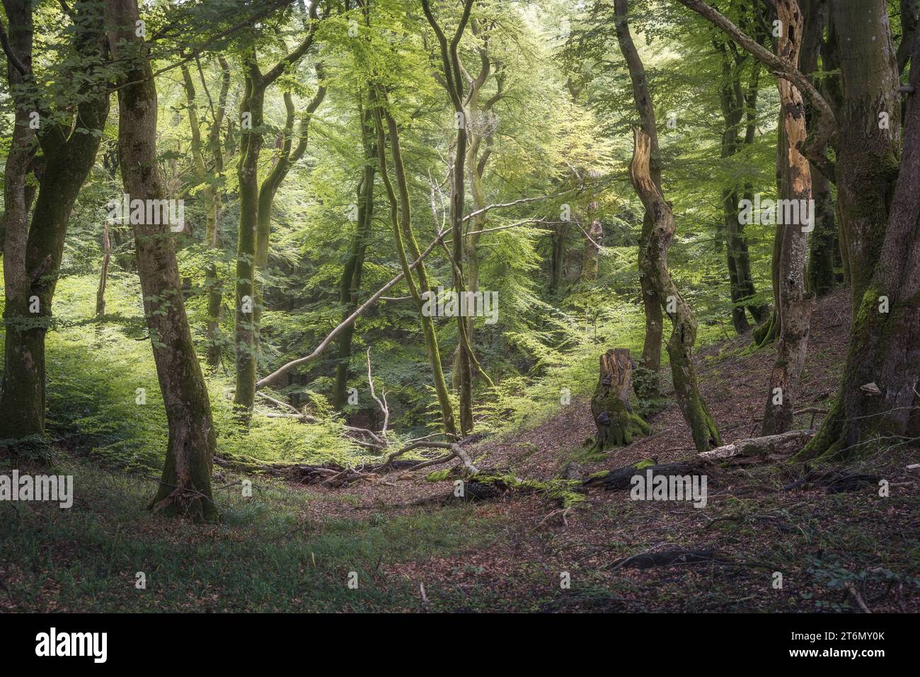 Denmark national park hi-res stock photography and images - Alamy
