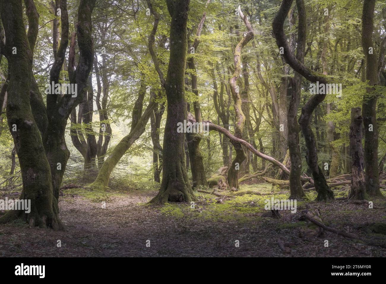 Beautiful forest at the Rebild Bakker area in Jutland, Denmark Stock ...