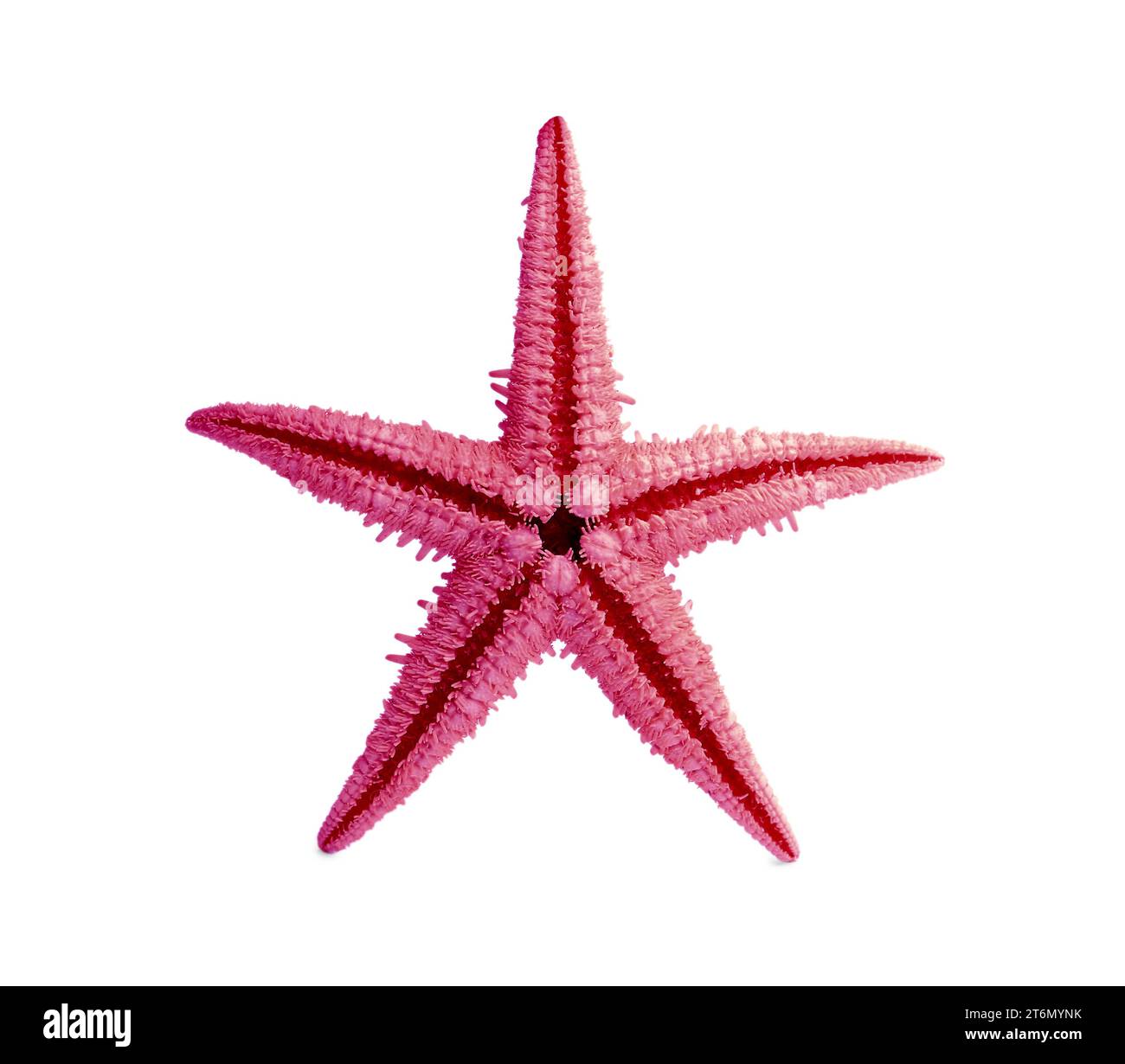 One red starfish star fish hi-res stock photography and images - Alamy