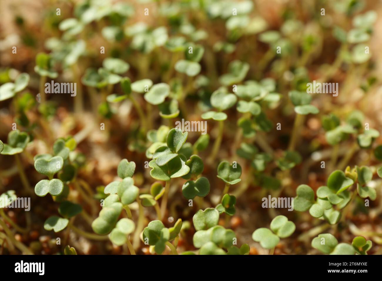 Growing microgreens. Many sprouted mustard seeds as background, closeup ...