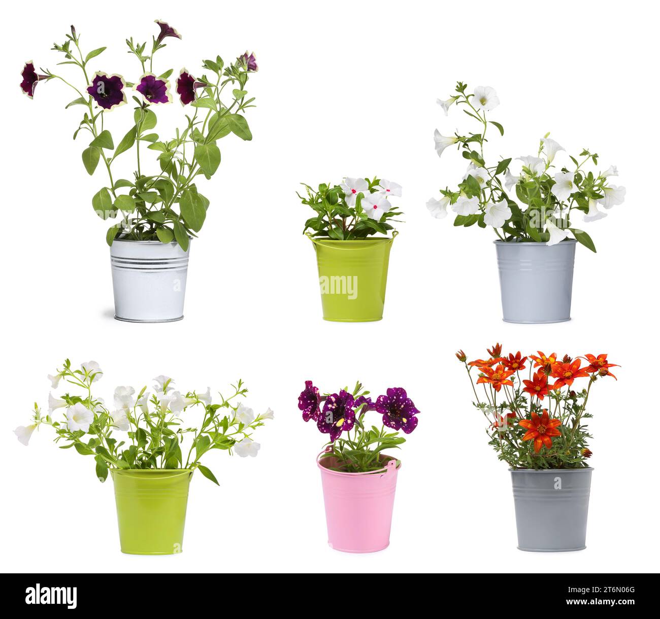 Many flower pots with different plants isolated on white, collection ...