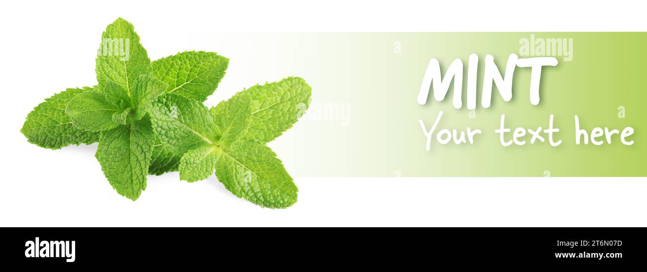 Fresh mint leaves on white background, space for your text. Banner ...
