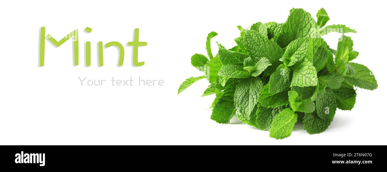 Fresh mint leaves on white background, space for your text. Banner ...
