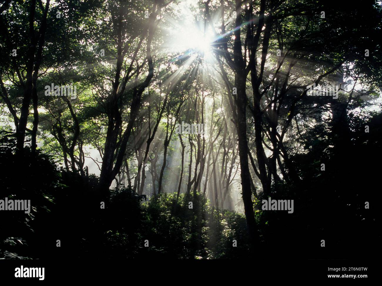Coastal forest fog with sunburst at Ruby Beach, Olympic National Park ...