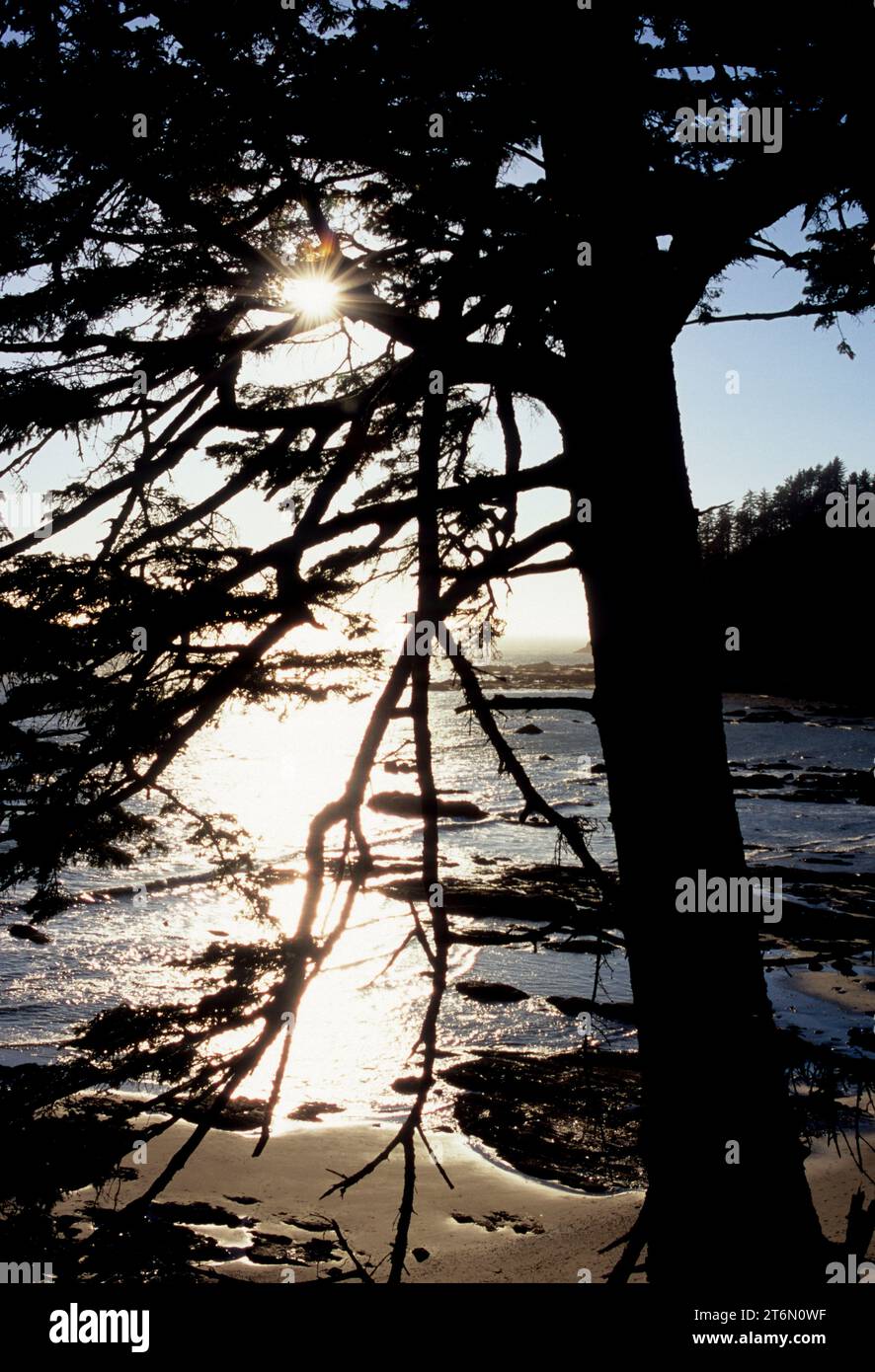 Sitka spruce (Picea sitchensis) sunburst at Hole in the Wall, Olympic ...