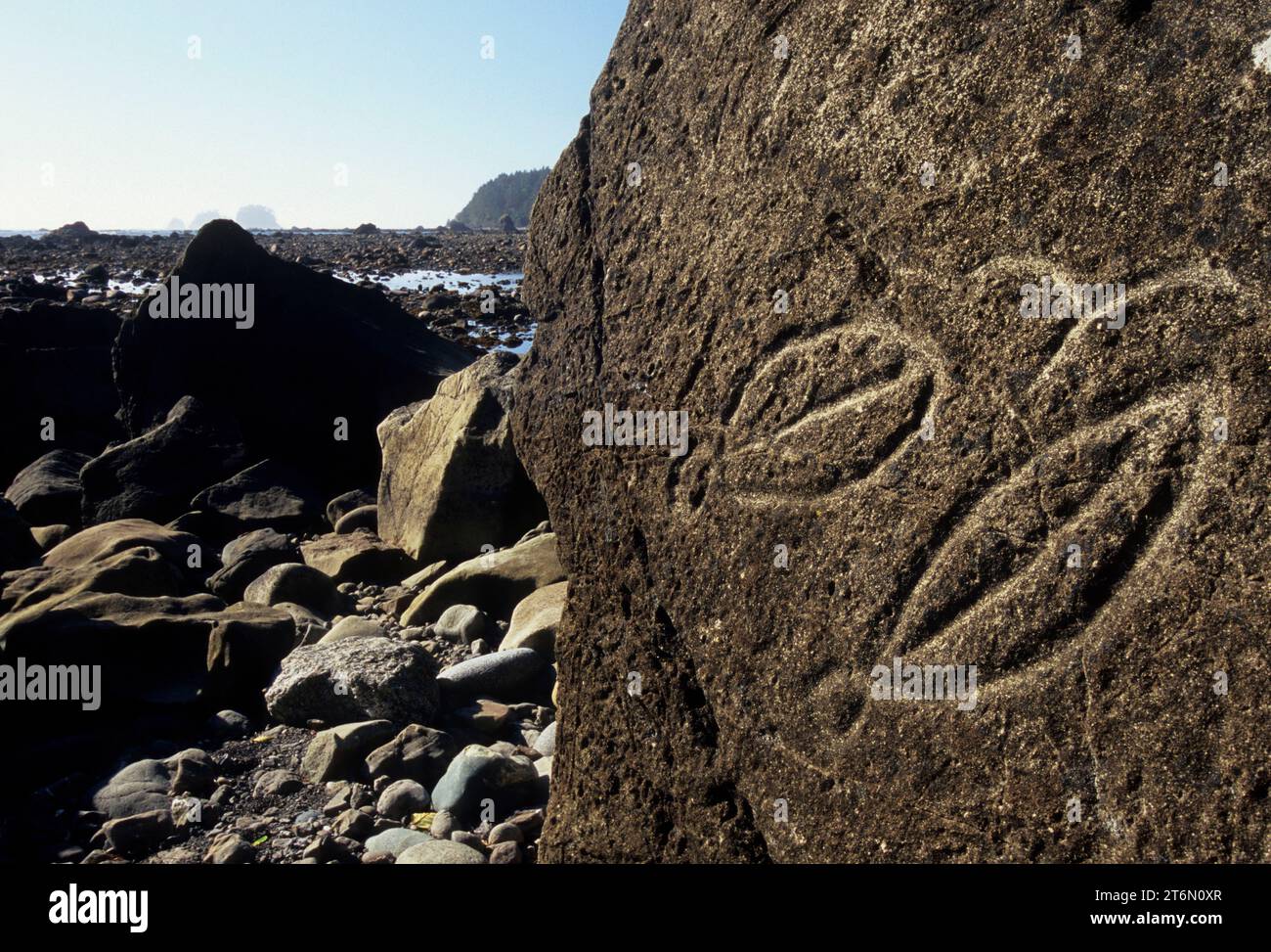 Petroglyphs at Wedding Rock, Olympic National Park, Washington Stock ...