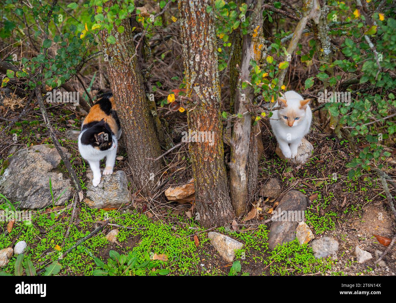 Calico cats hi-res stock photography and images - Alamy