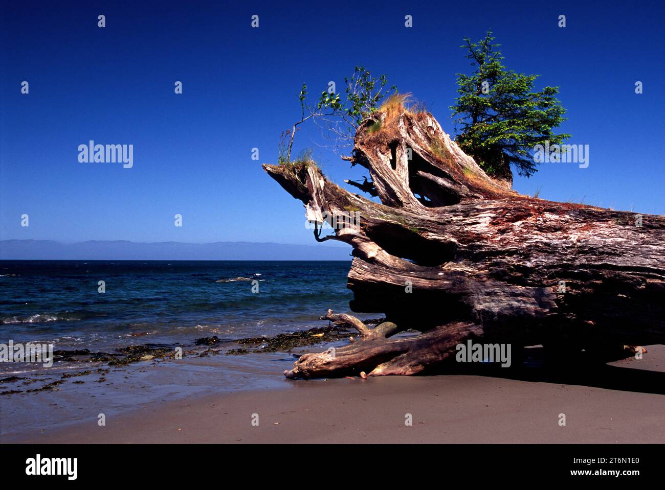 Log on Strait of Juan de Fuca shoreline, Shipwreck Point Natural Area ...