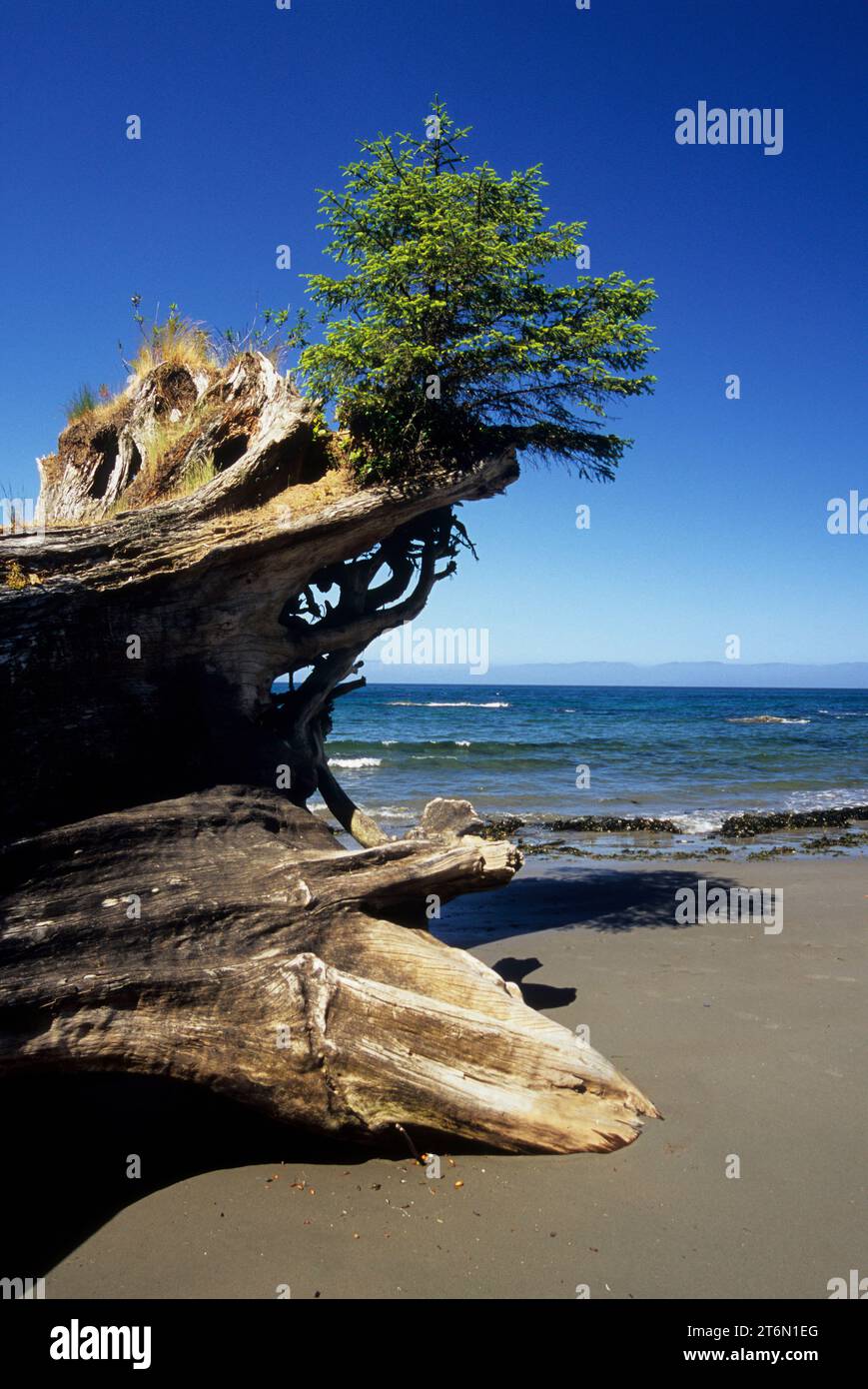 Log on Strait of Juan de Fuca shoreline, Shipwreck Point Natural Area ...