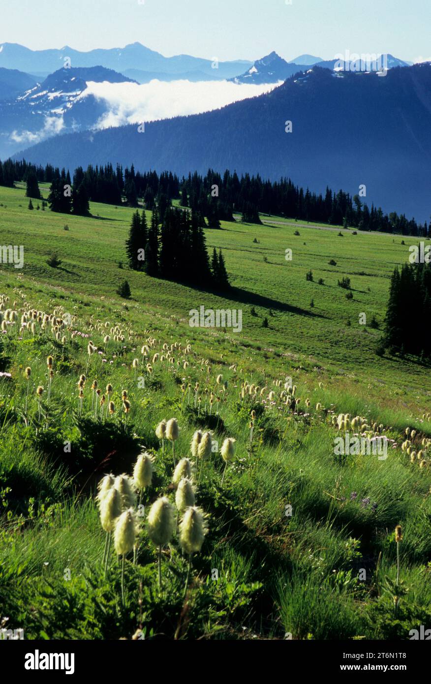 Yakima Park at Sunrise, Mt Rainier National Park, Washington Stock ...