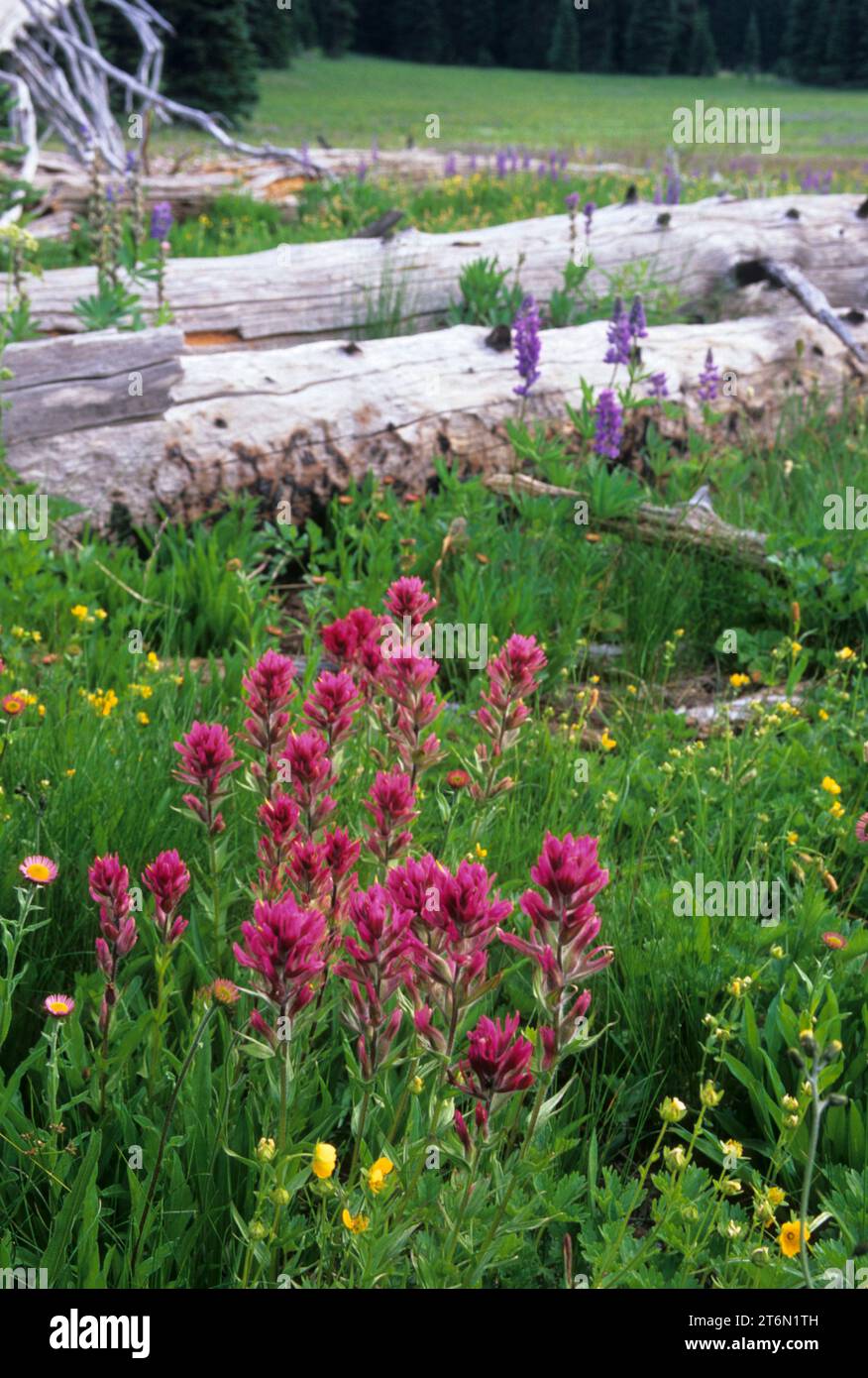 Indian paintbrush at Grand Park, Mt Rainier National Park, Washington ...