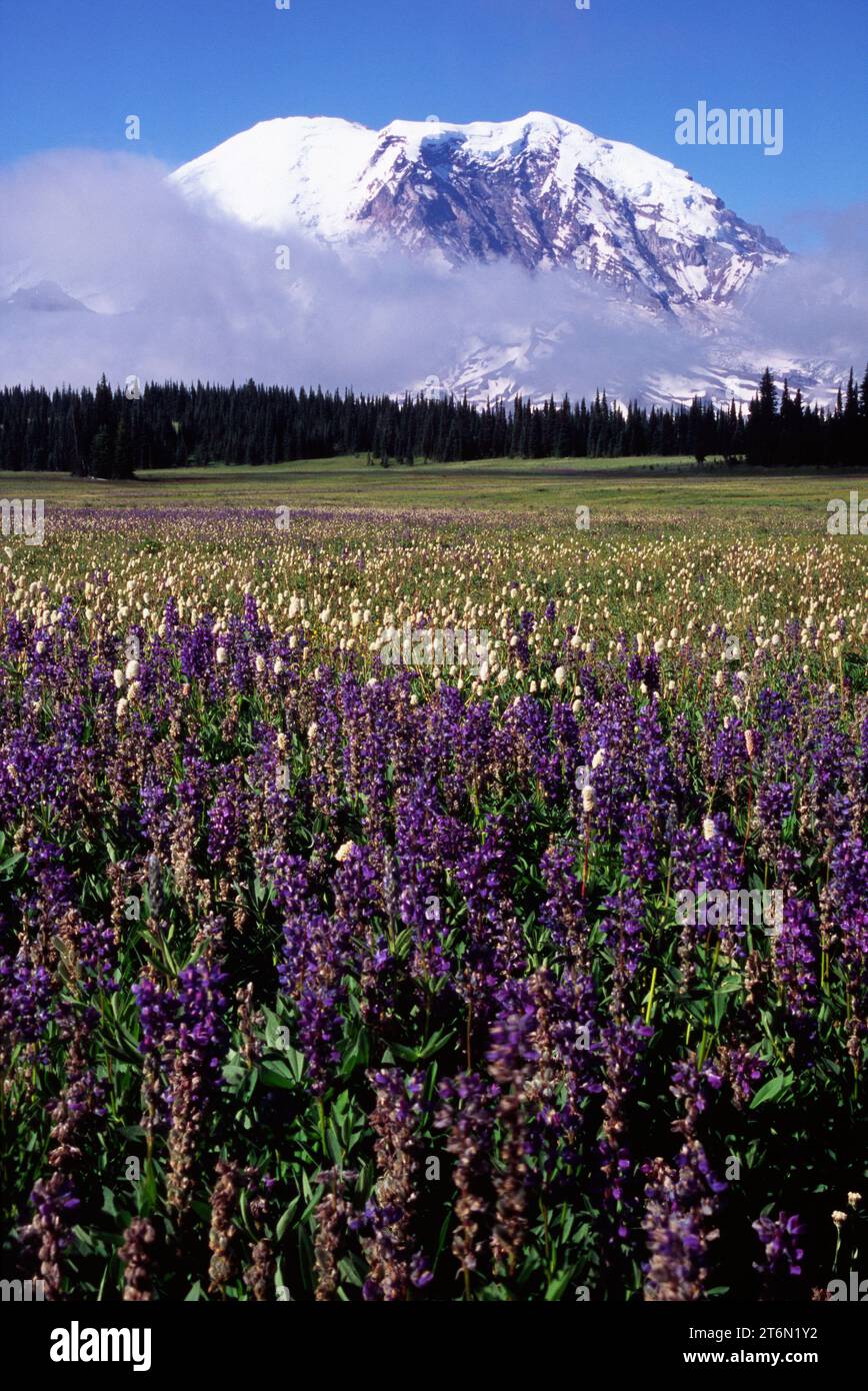 Mt Rainier from Grand Park, Mt Rainier National Park, Washington Stock ...