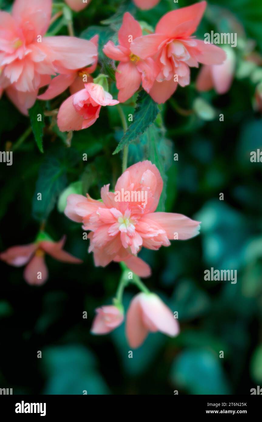 Trailing herb hi-res stock photography and images - Alamy