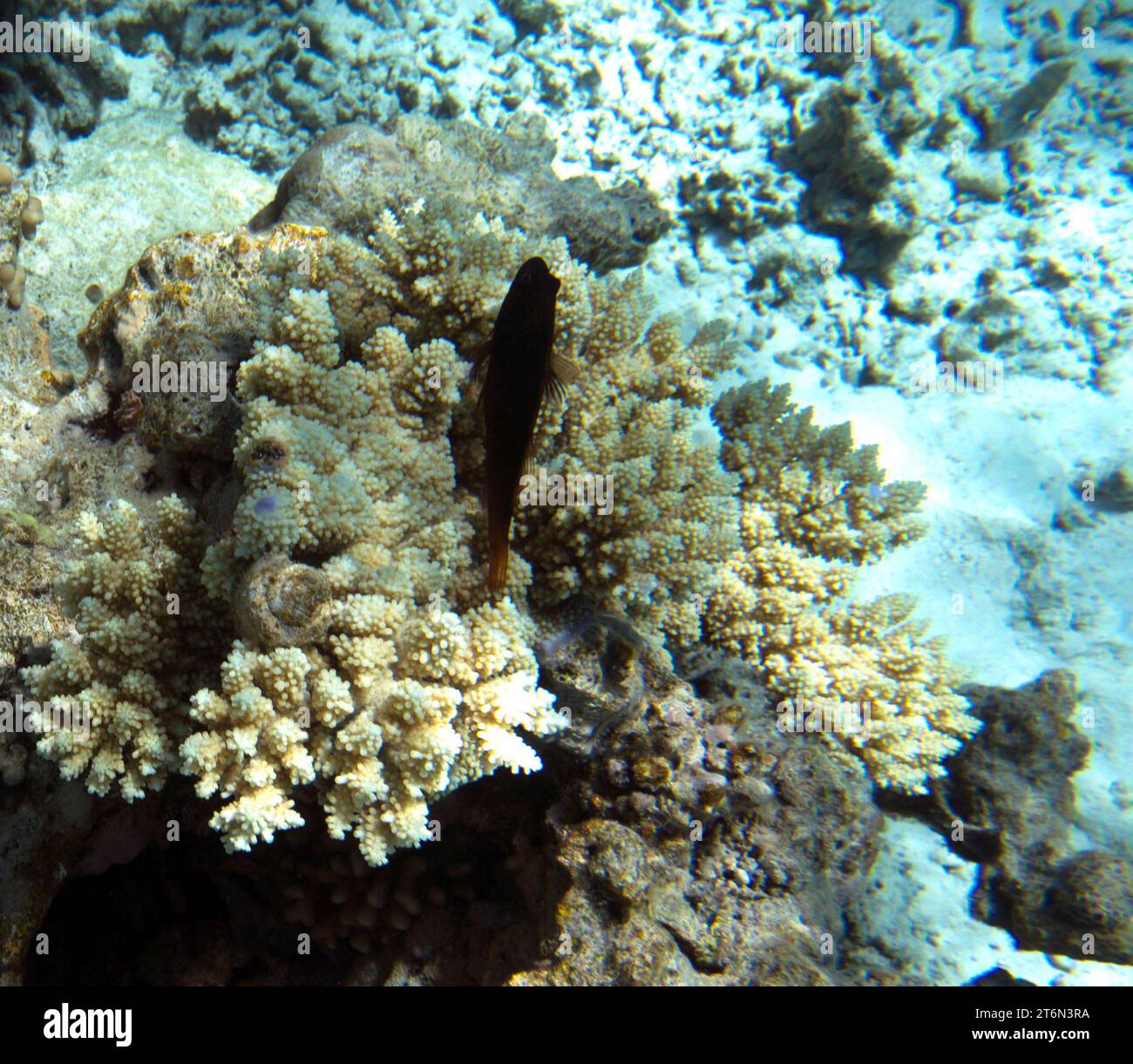 Redlip blenny hi-res stock photography and images - Alamy